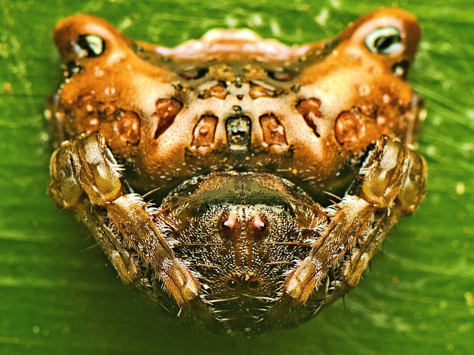 Queensland Spiders – Ausemade