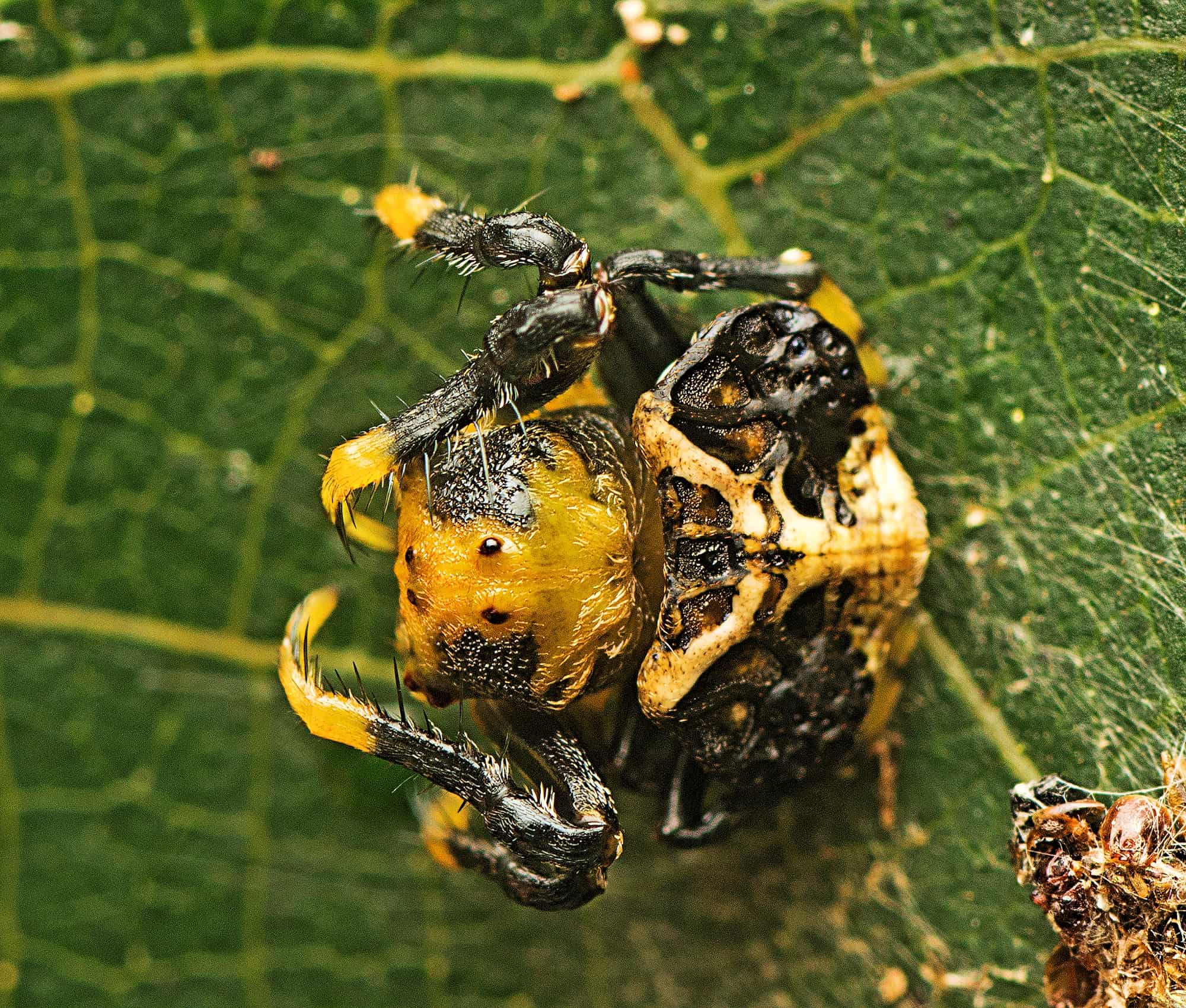 Arkys curtulus (Small Bird-dropping Spider) – Ausemade