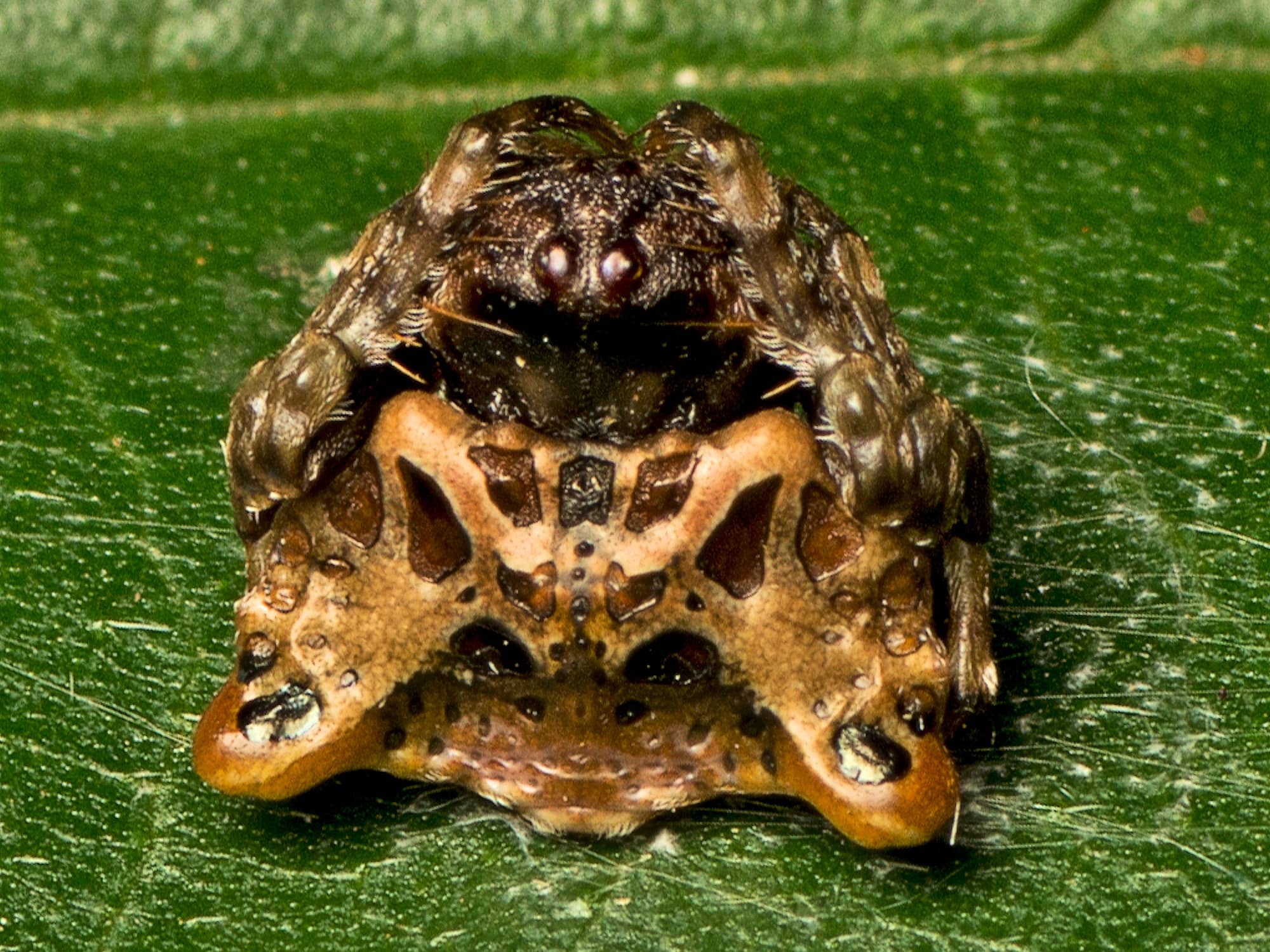 Arkys curtulus (Small Bird-dropping Spider) – Ausemade