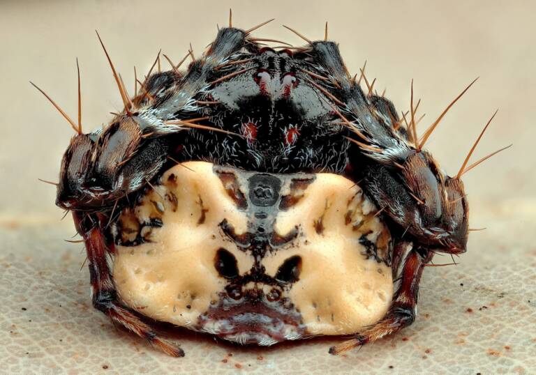 Arkys curtulus (Small Bird-dropping Spider) – Ausemade