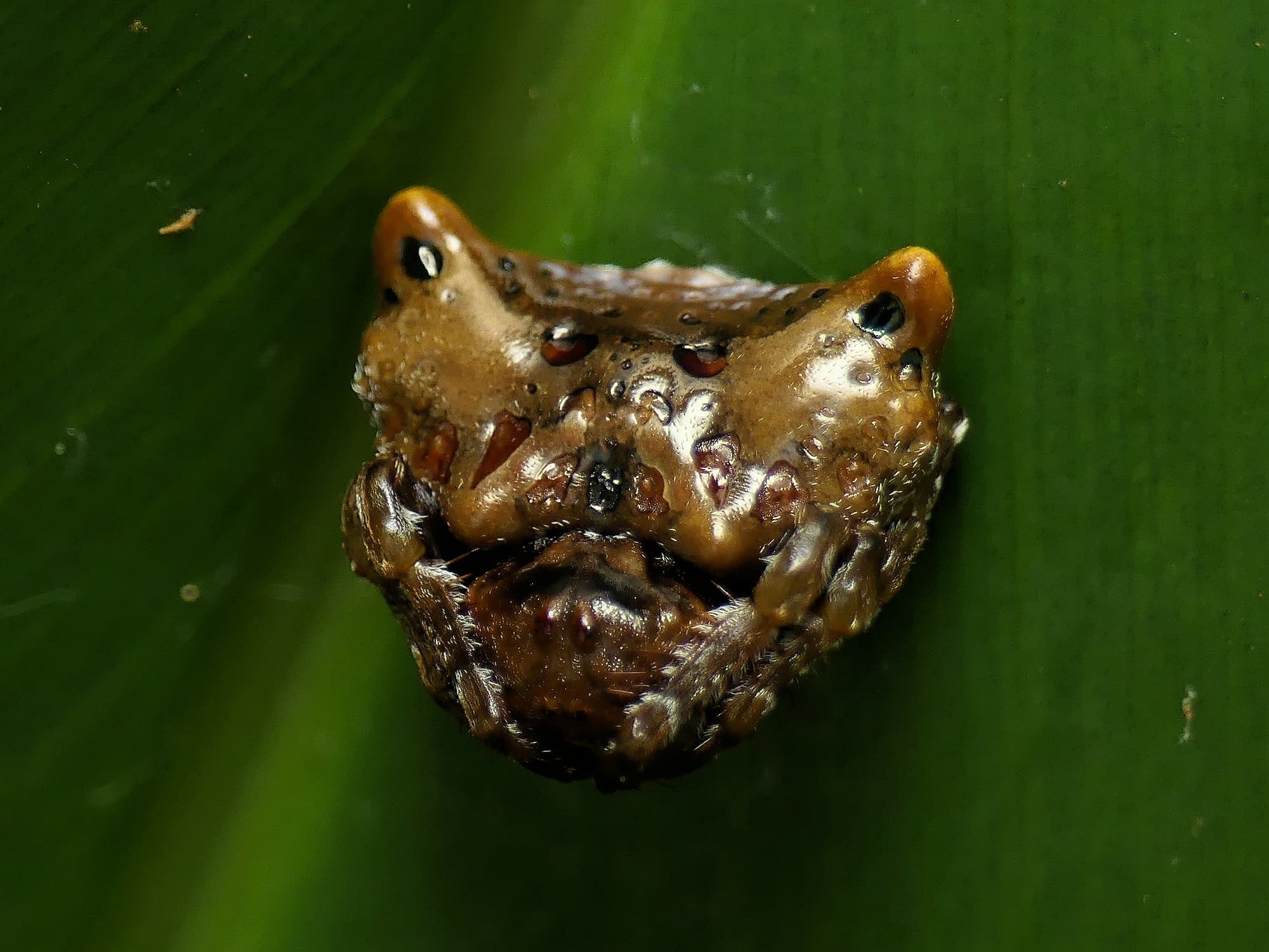 Arkys curtulus (Bird-dropping Spider) – Ausemade