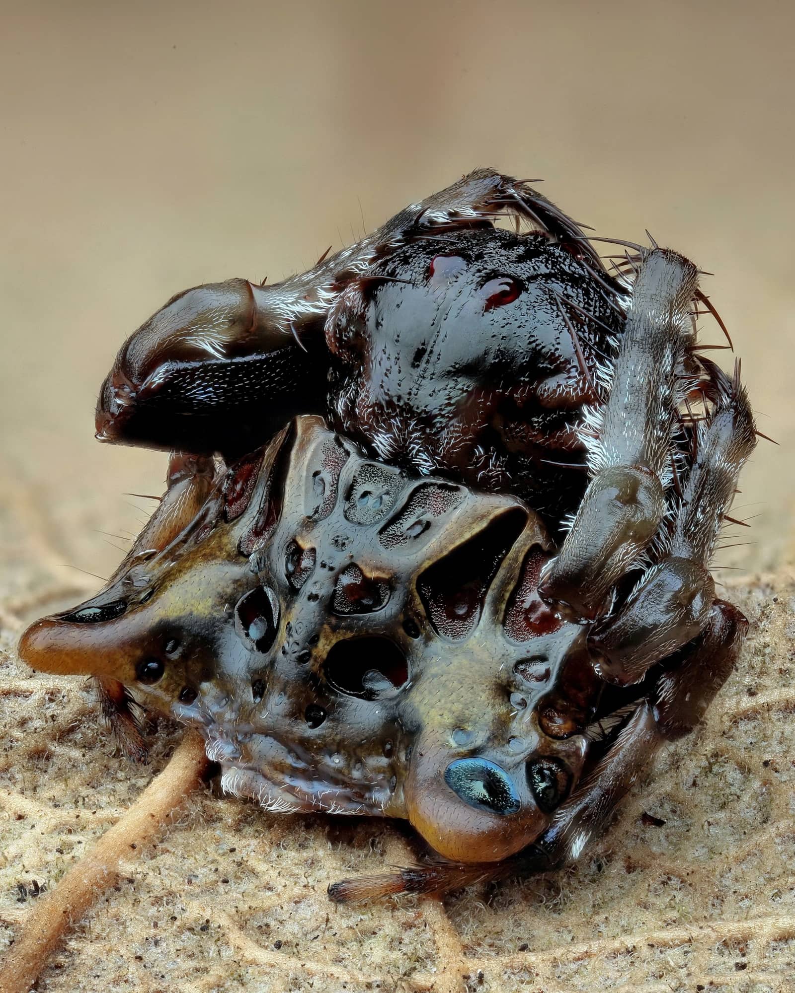 Arkys curtulus (Bird-dropping Spider) – Ausemade