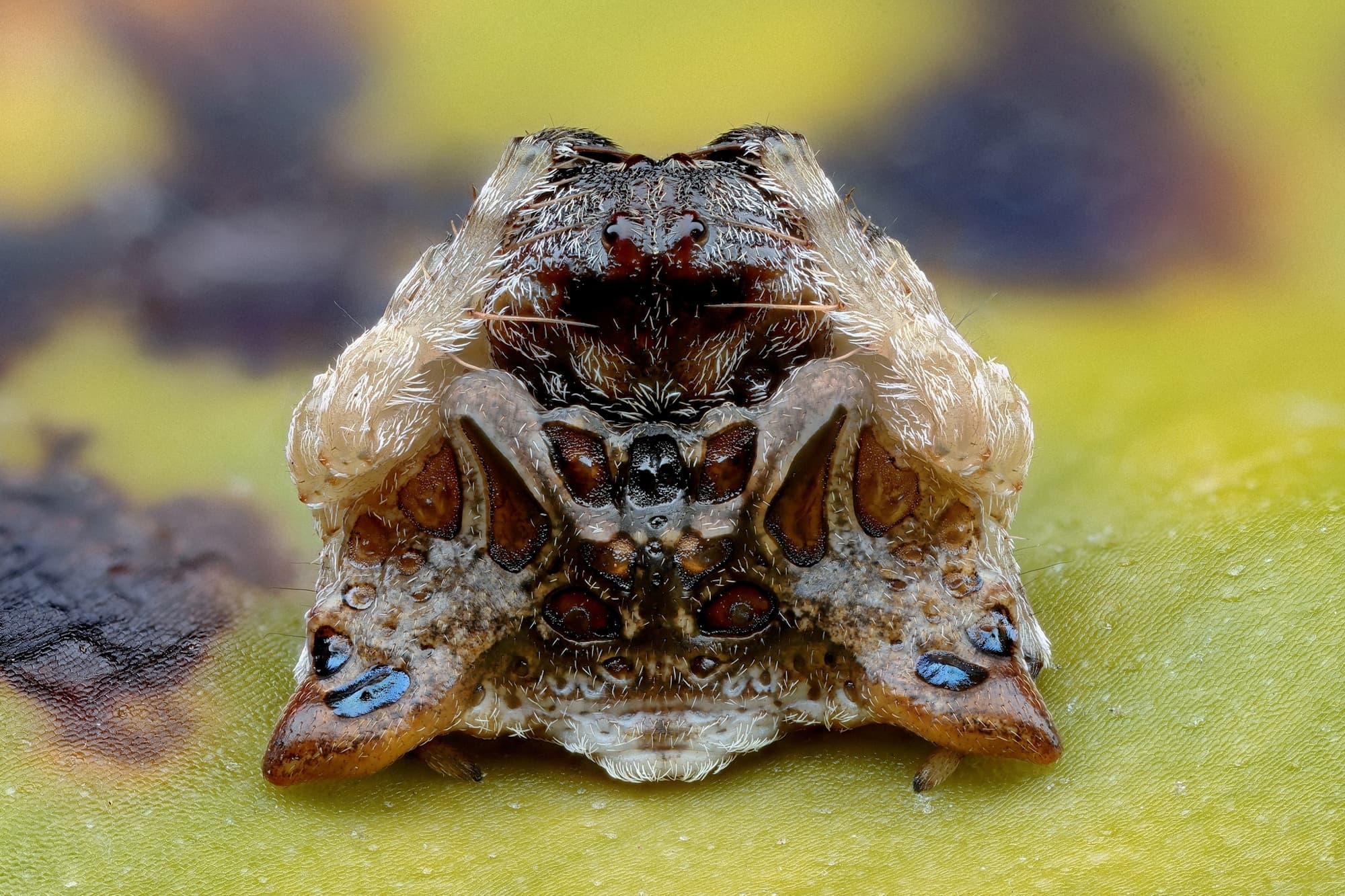 Creatures so strange… – Ausemade