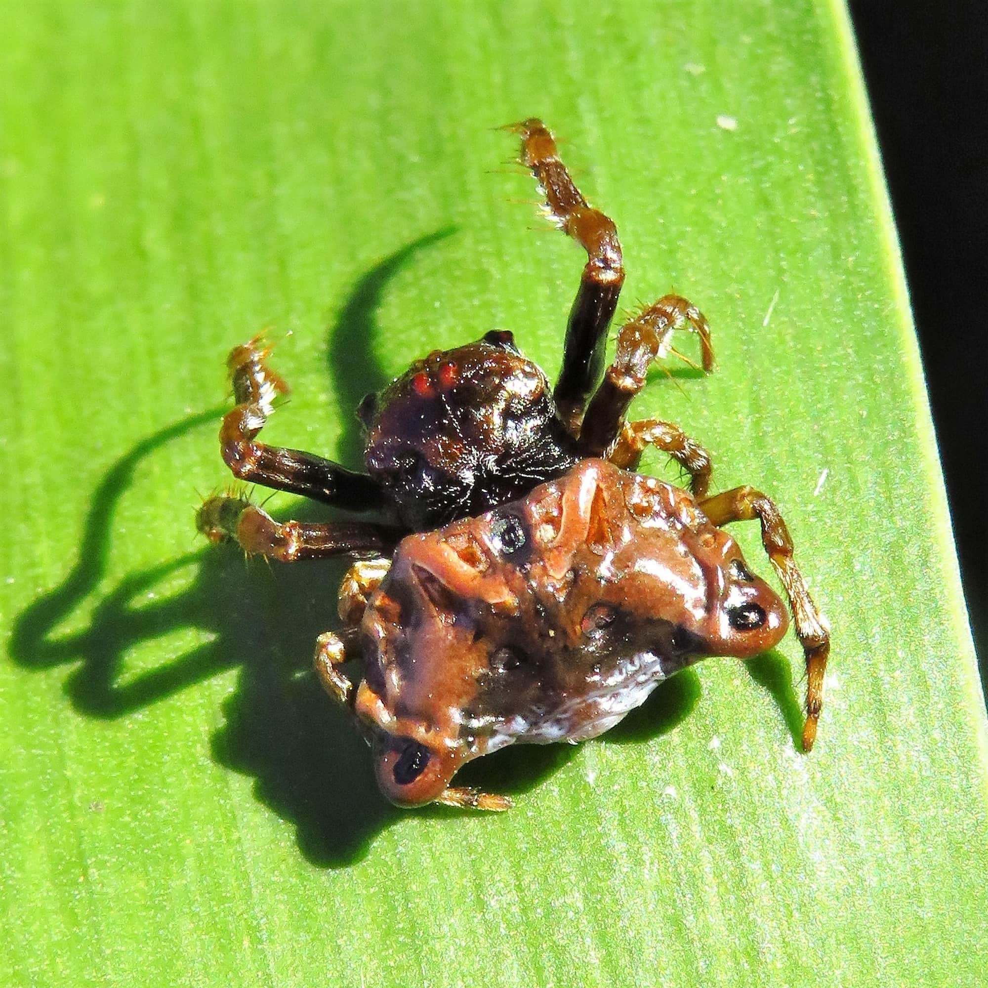 Arkys curtulus (Small Bird-dropping Spider) – Ausemade