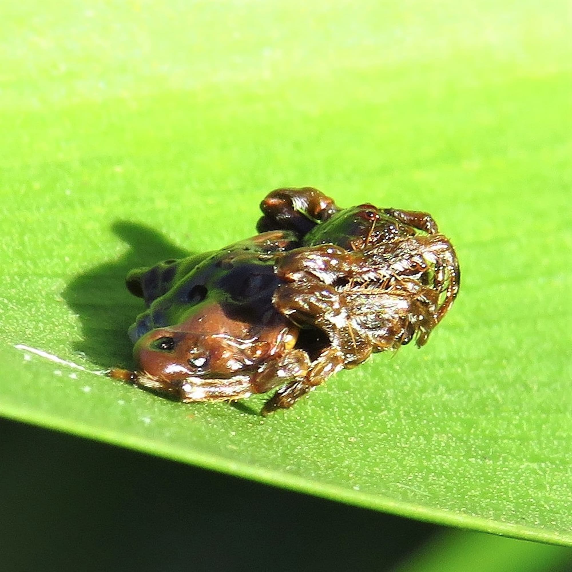 Bird-dropping Arkys (Arkys curtulus) – Ausemade