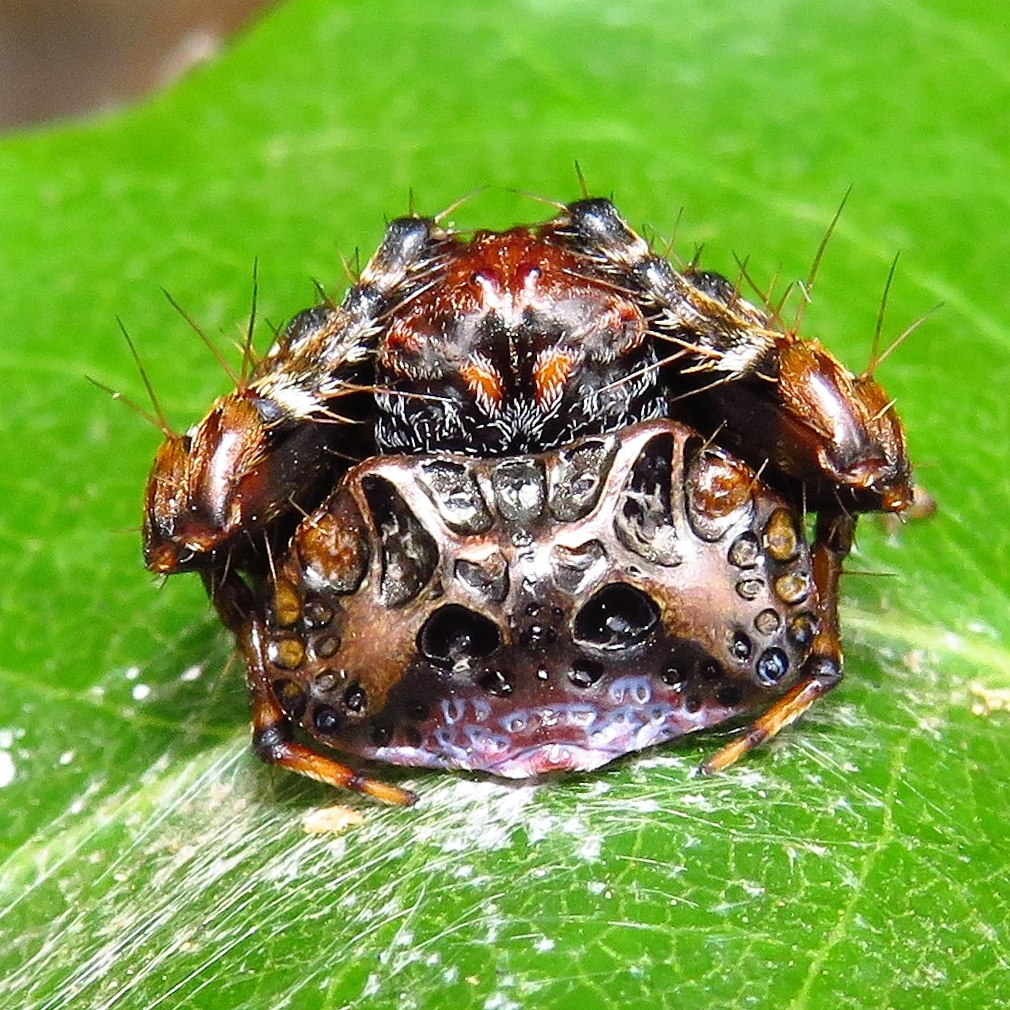 Sapphire Coast Spiders – Ausemade