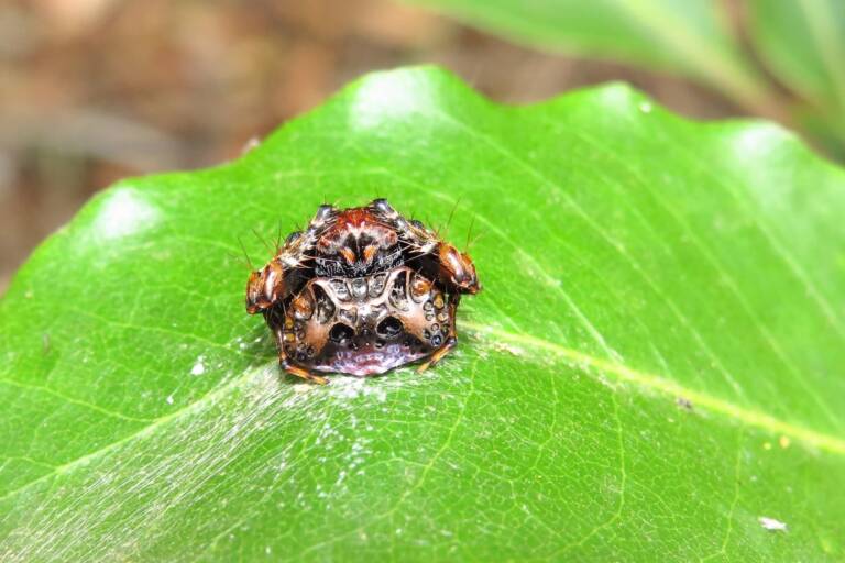 Bird-dropping Arkys (Arkys curtulus) – Ausemade