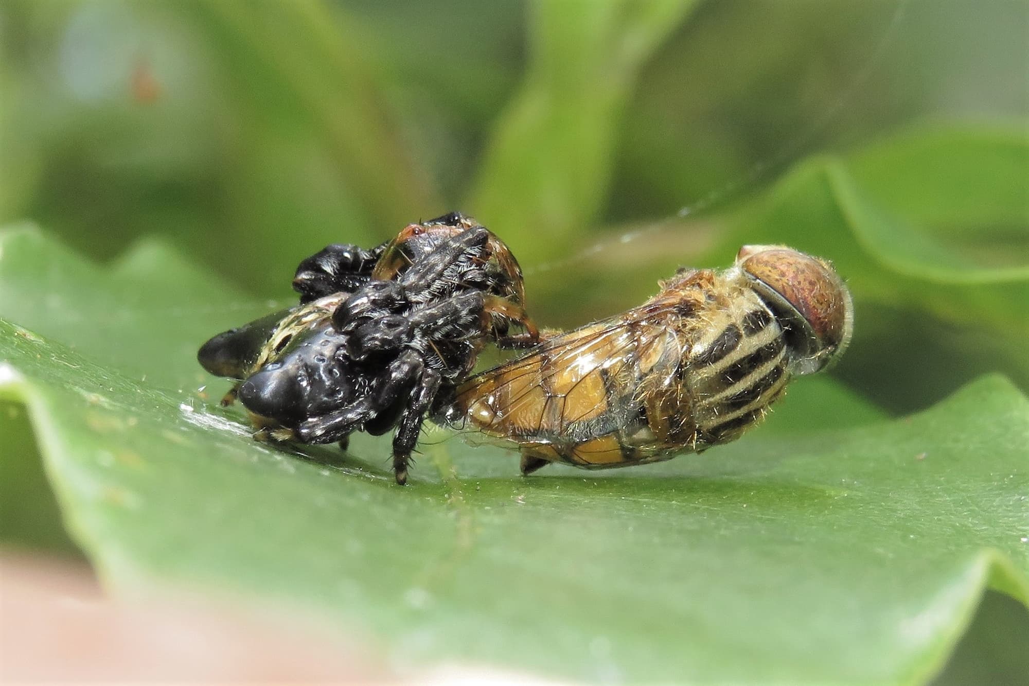 Bird-dropping Arkys (Arkys curtulus) – Ausemade