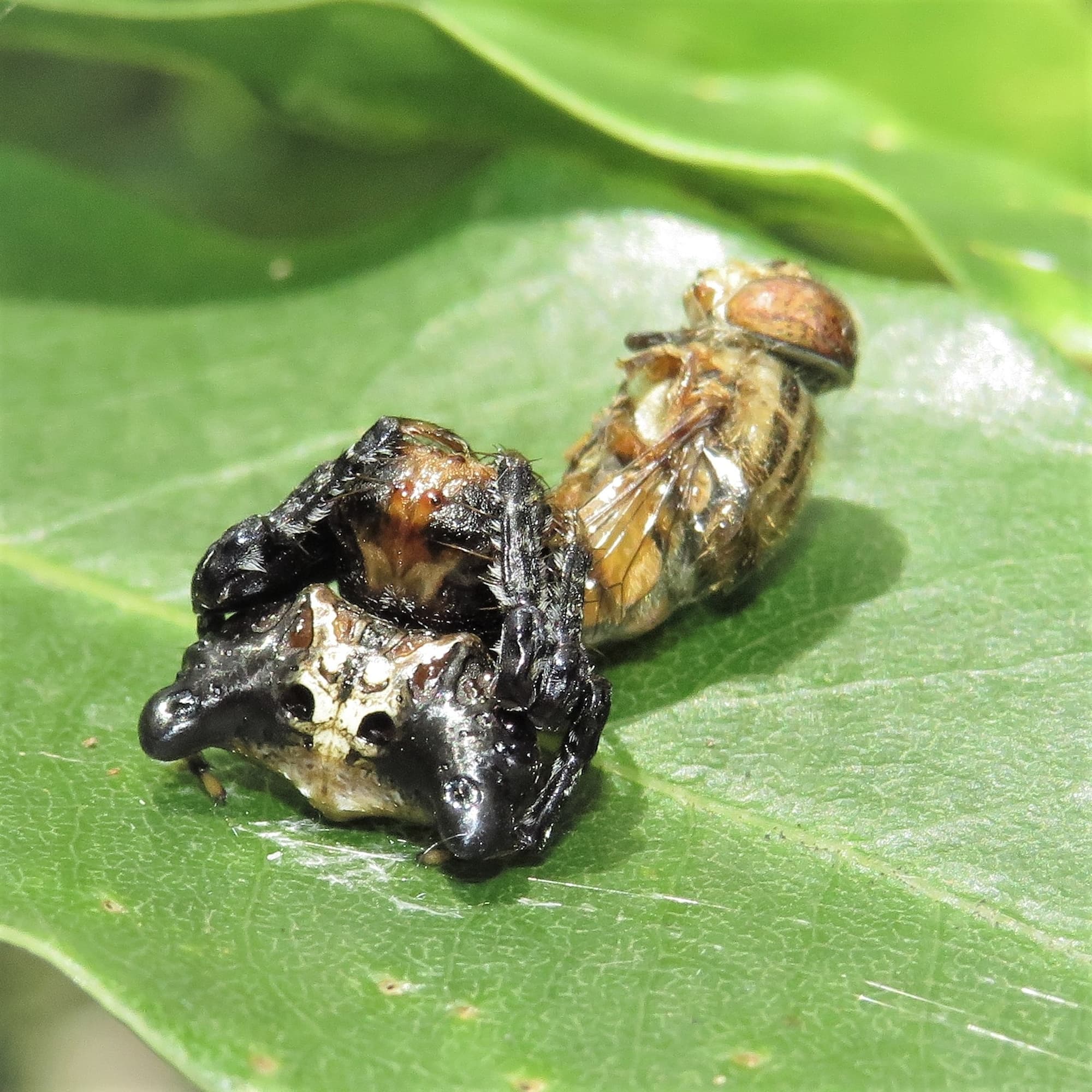 Bird-dropping Arkys (Arkys curtulus) – Ausemade