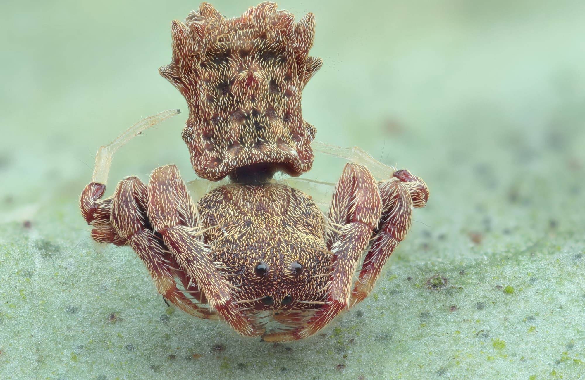 Arkys dilatatus (Dilated Arkys) – Ausemade