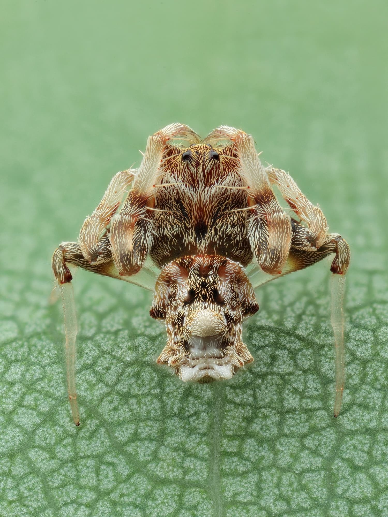 Arkys dilatatus (Dilated Arkys) – Ausemade