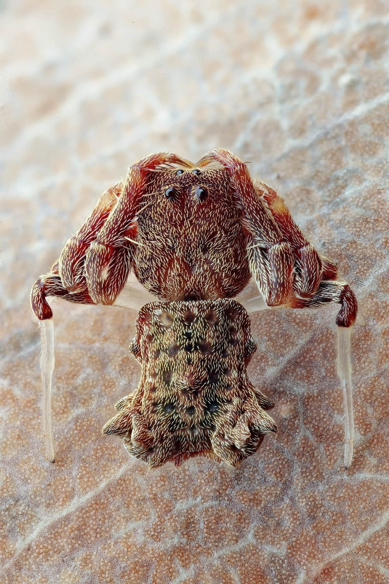 Arkys dilatatus (Dilated Arkys) – Ausemade