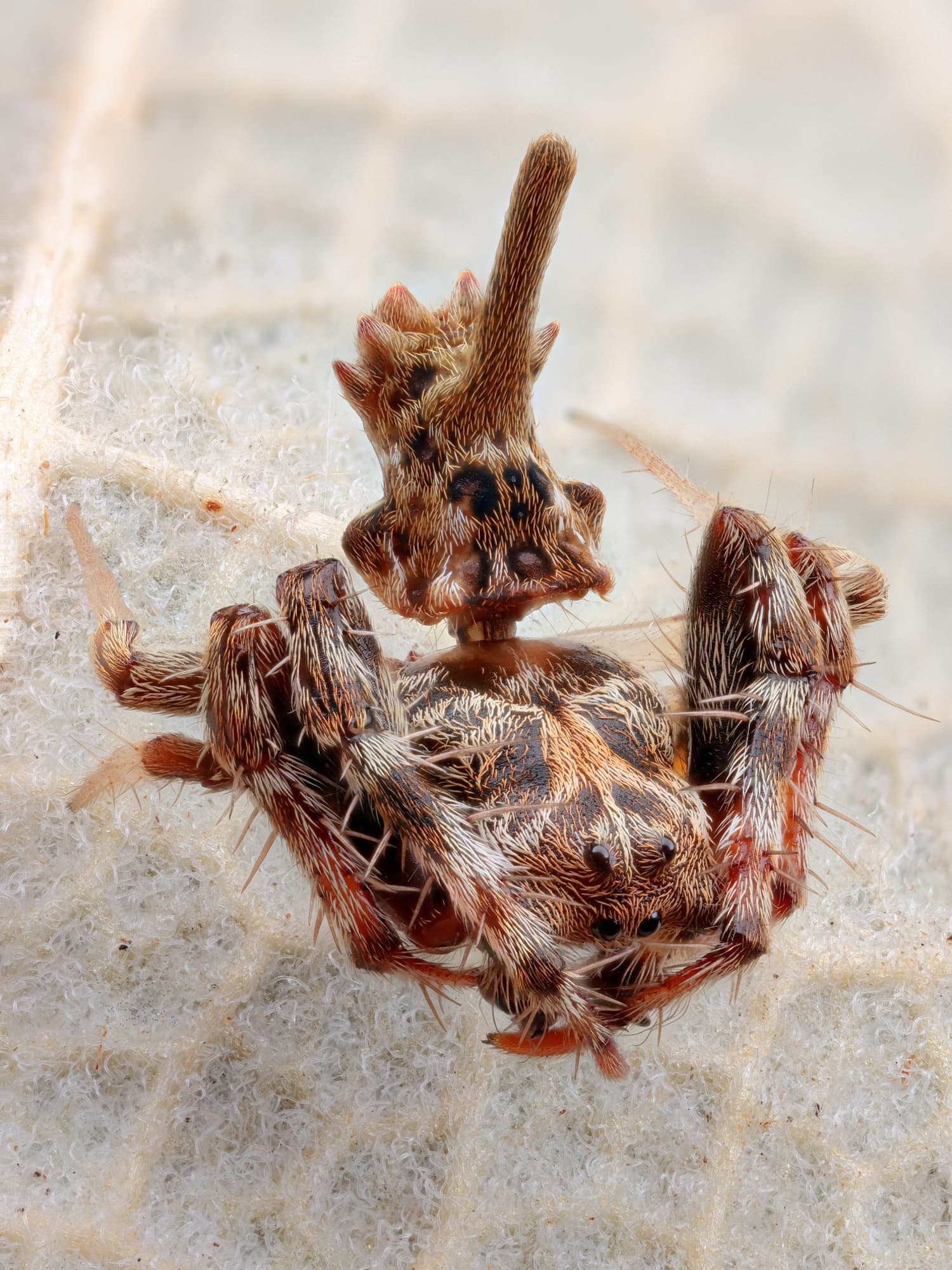 Arkys dilatatus (Dilated Arkys) – Ausemade