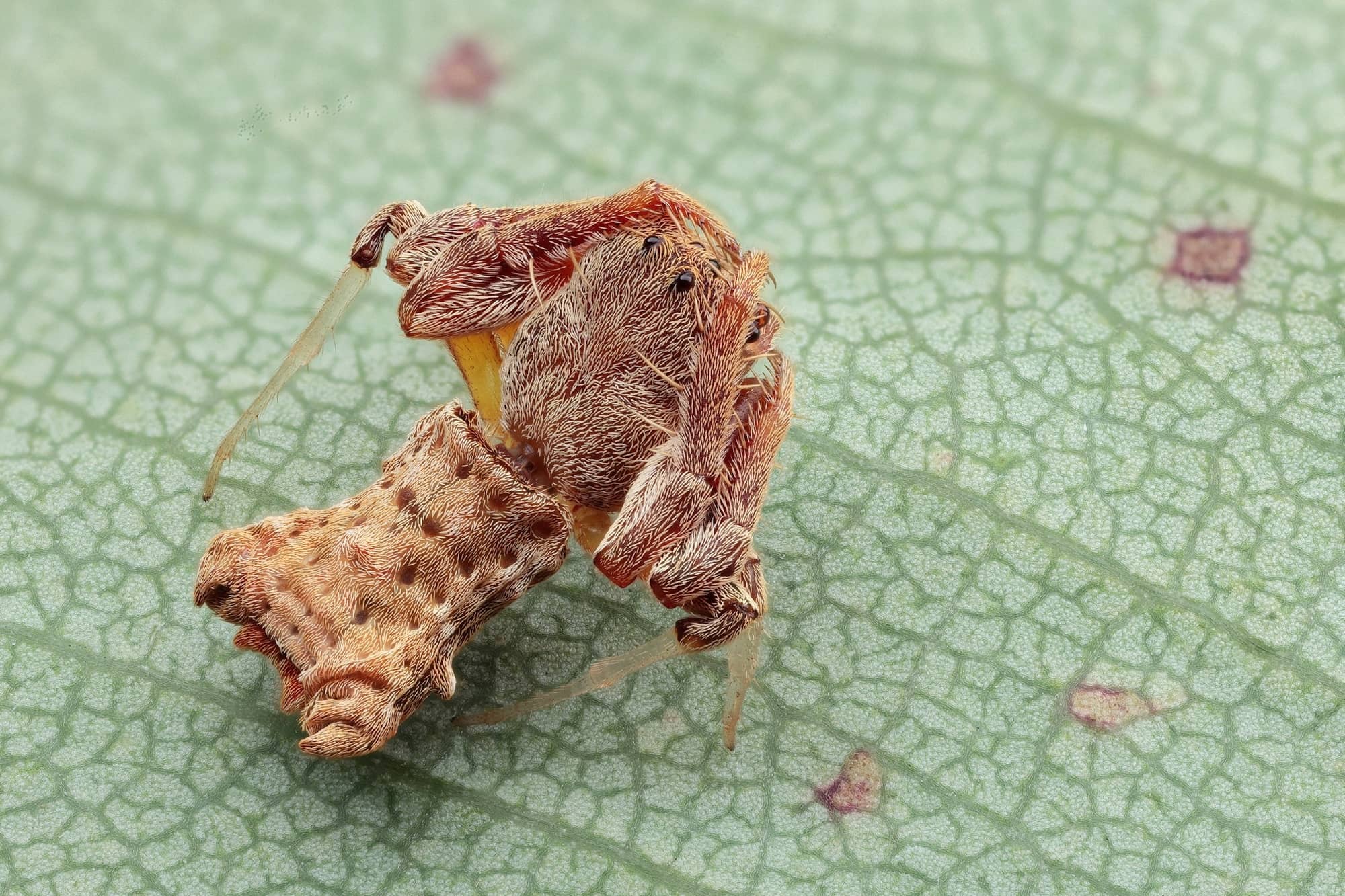 Arkys dilatatus (Dilated Arkys) – Ausemade