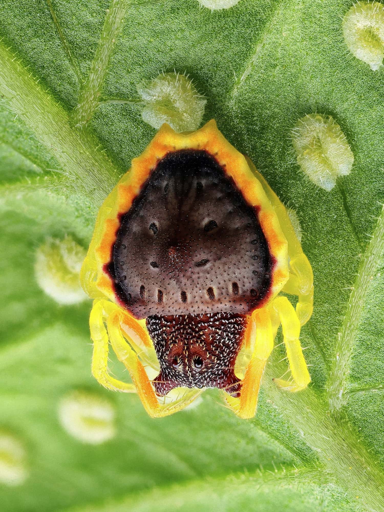 Arkys enigma – Ausemade