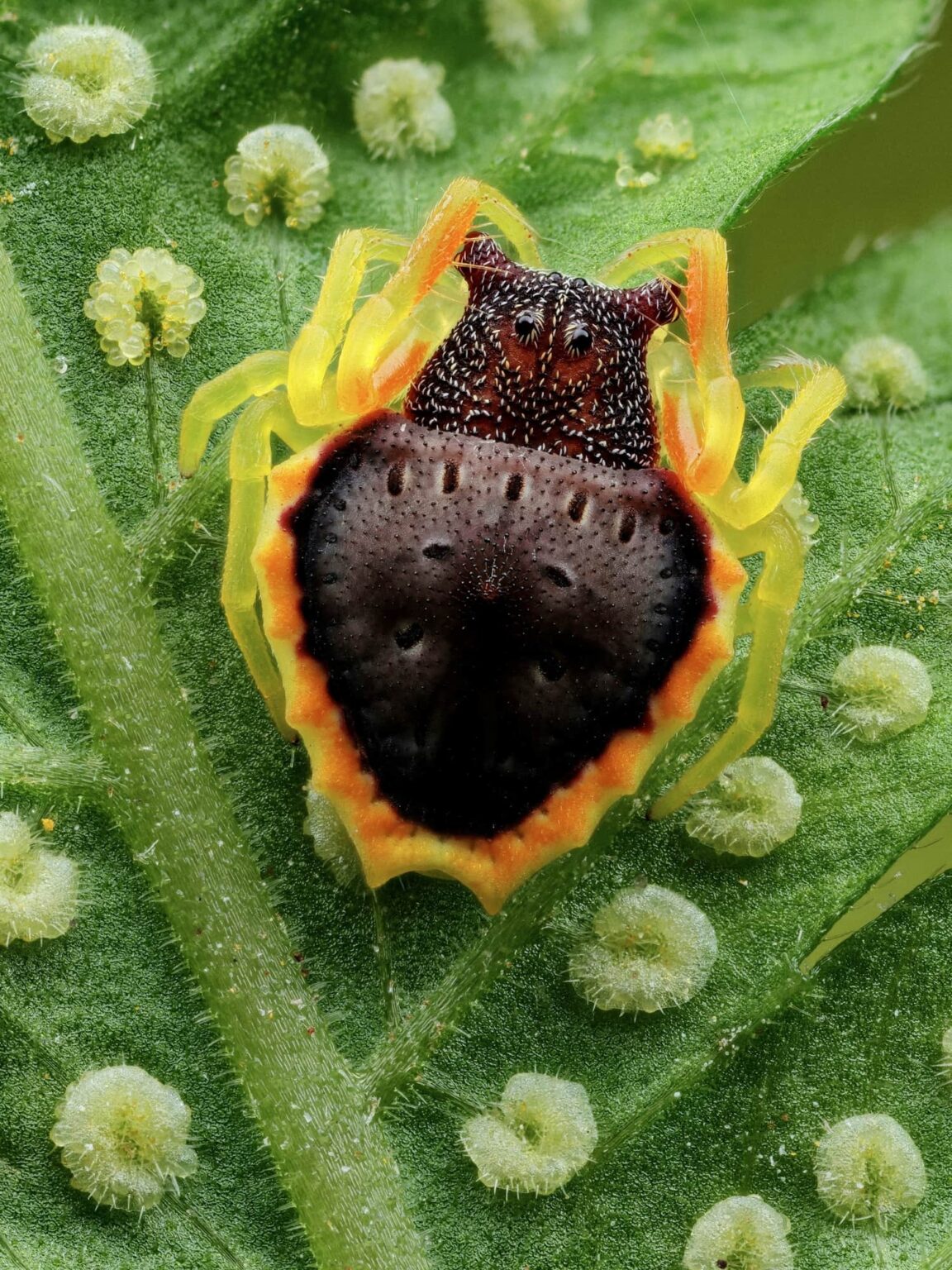 Arkys enigma – Ausemade