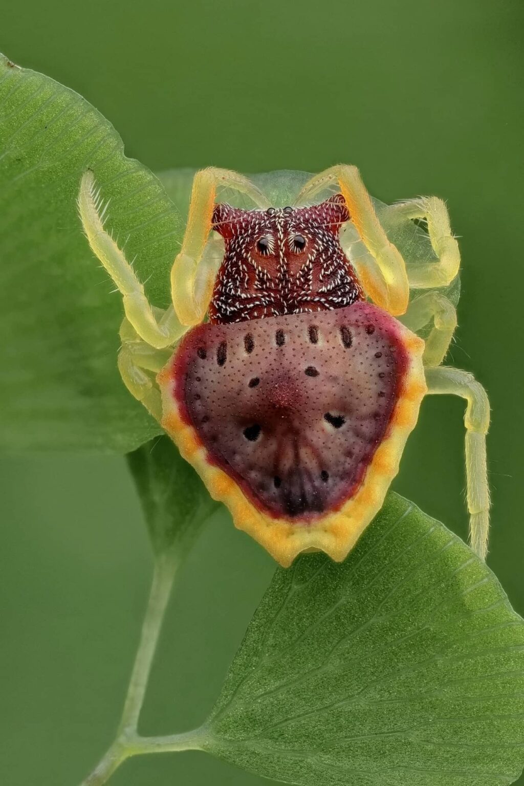 Arkys enigma – Ausemade