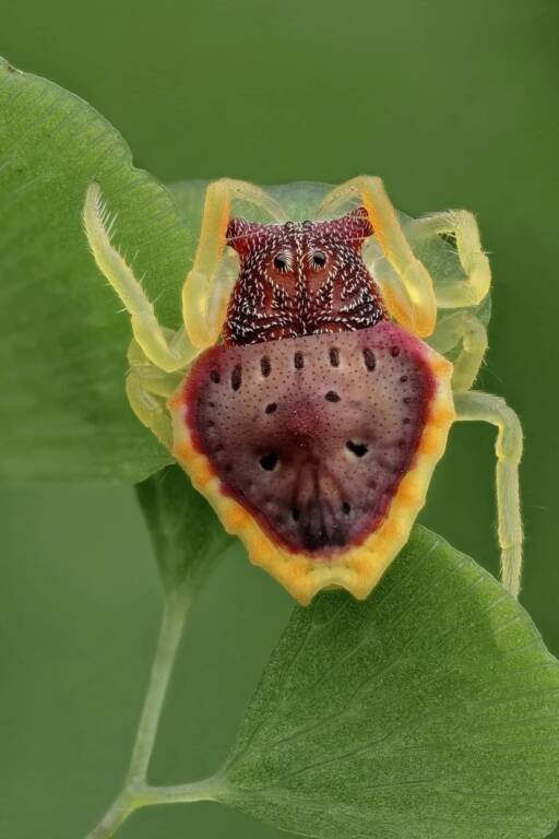 Arkys enigma – Ausemade