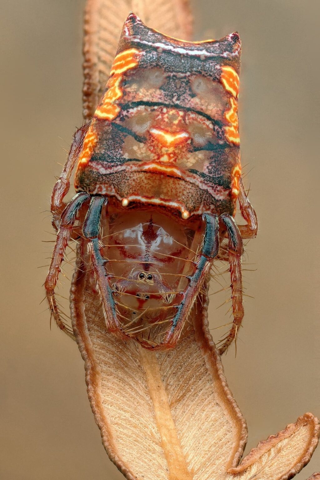 Arkys furcatus – Ausemade