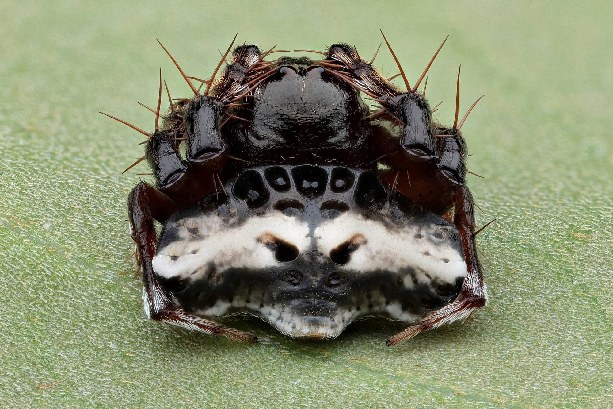 Arkys speechleyi – Ausemade