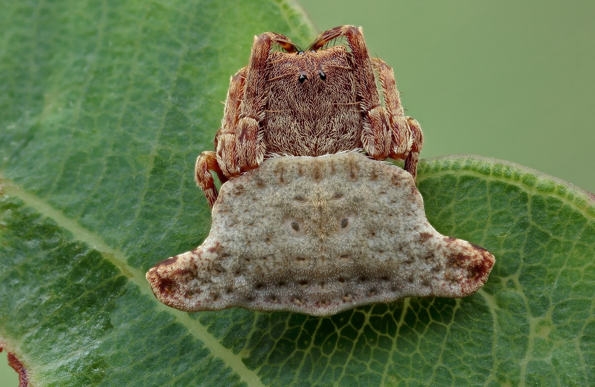 Arkys transversus – Ausemade