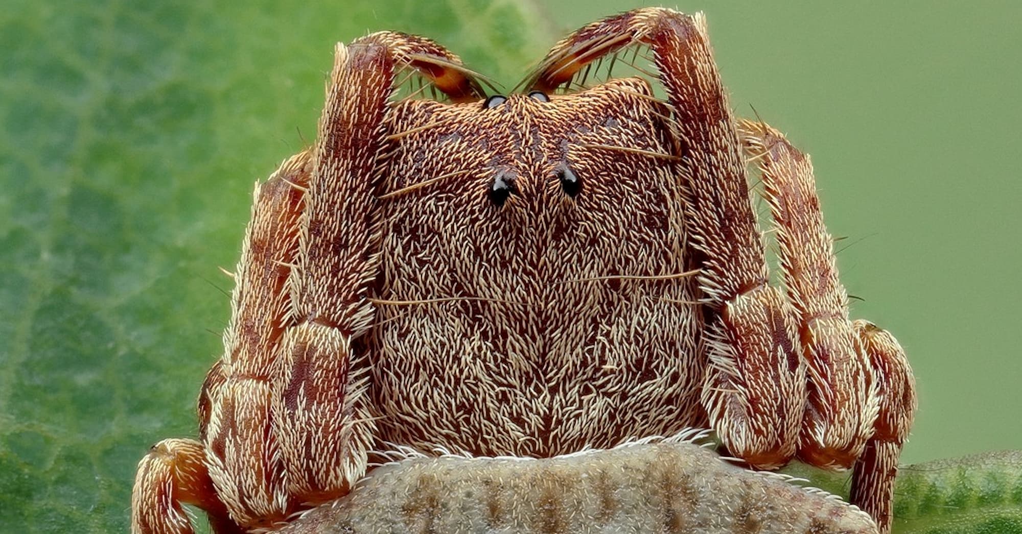 Arkys transversus – Ausemade