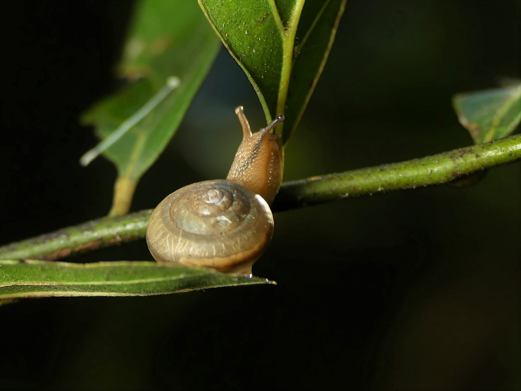 Asian Tramp Snail (Bradybaena similaris) – Ausemade