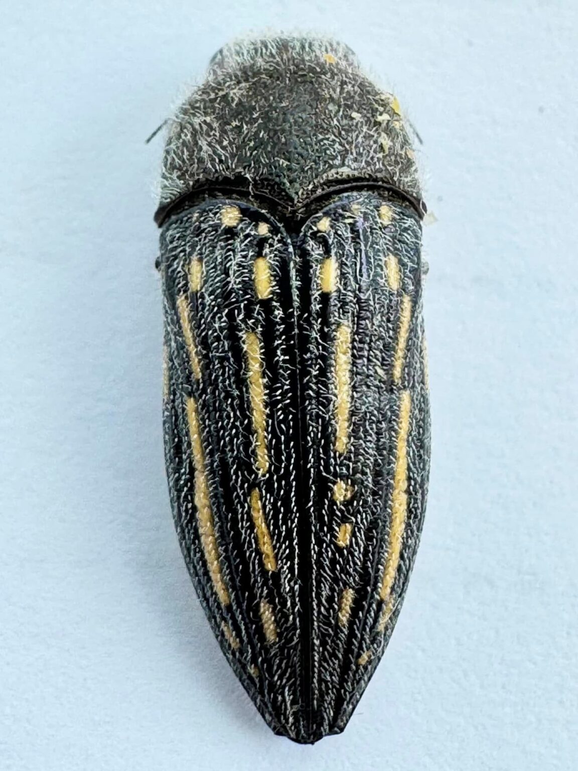 Astraeus – Ausemade