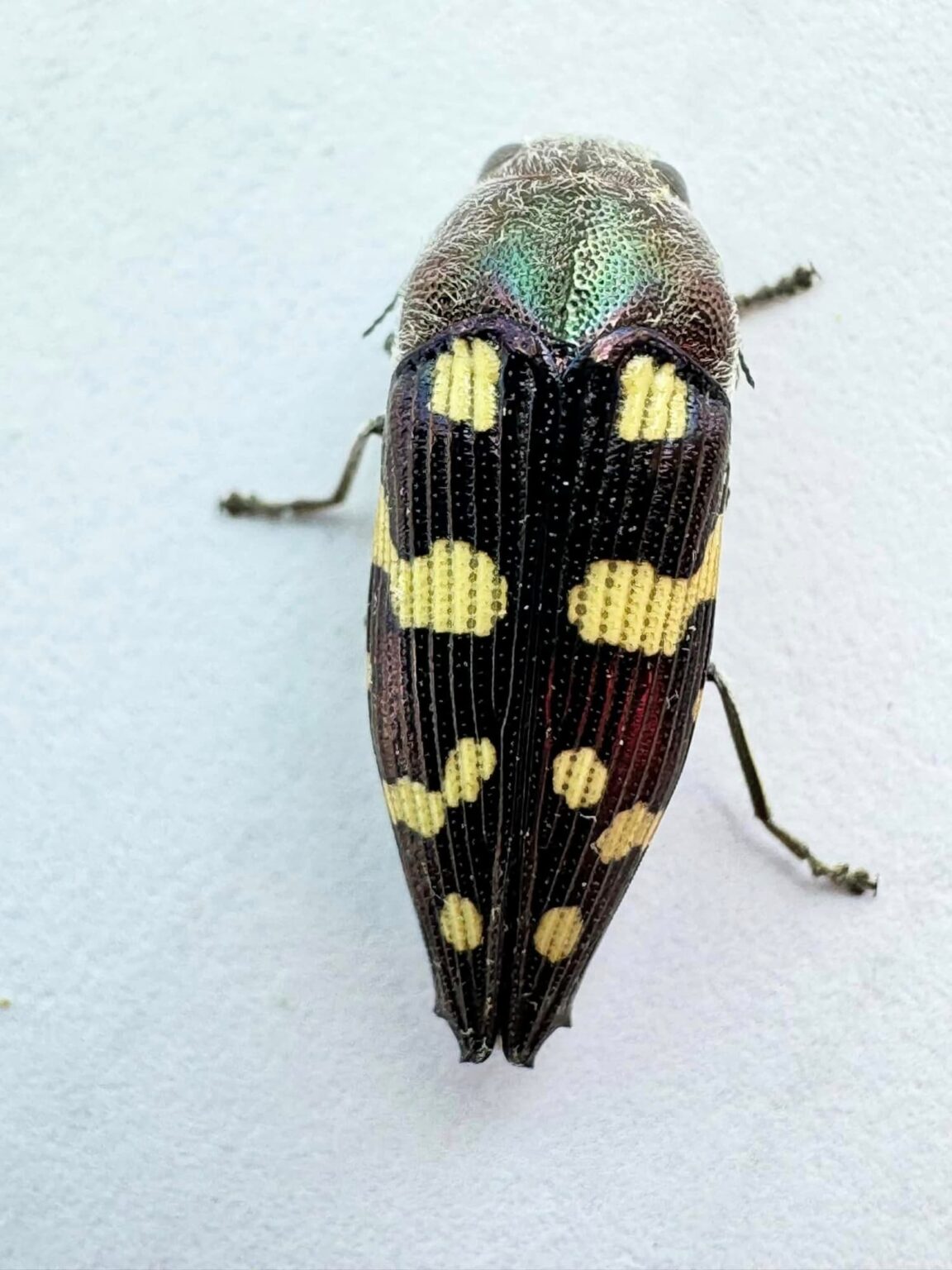 Buprestidae Index – Ausemade