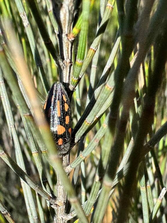 Buprestidae Index – Ausemade