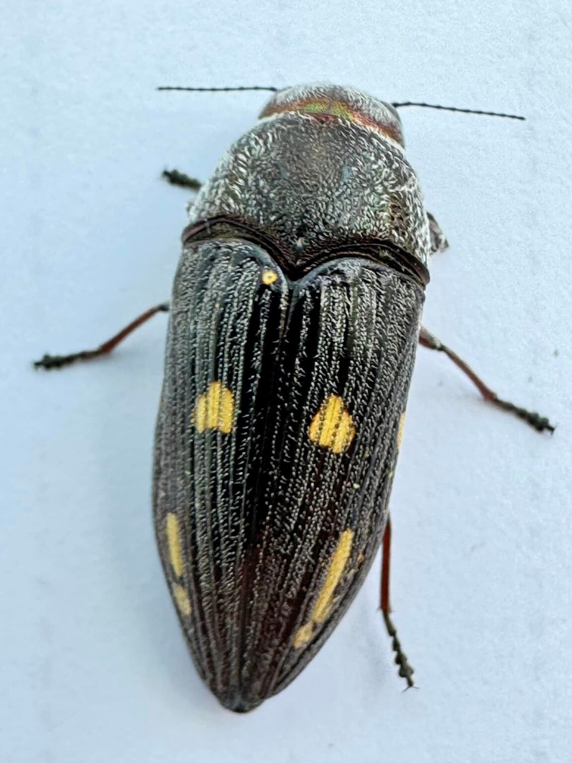 WA Beetles Index – Ausemade