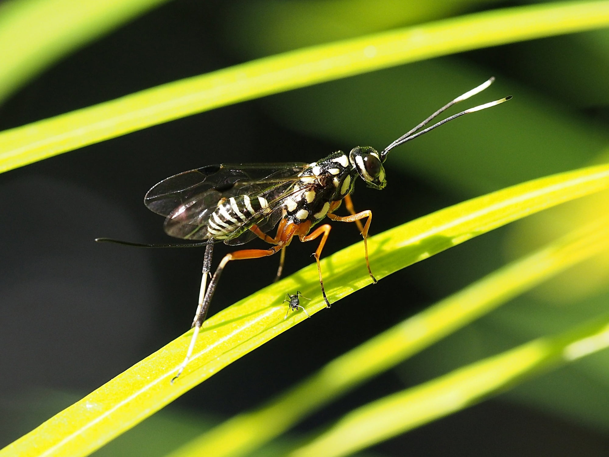 Aulacidae – Ausemade