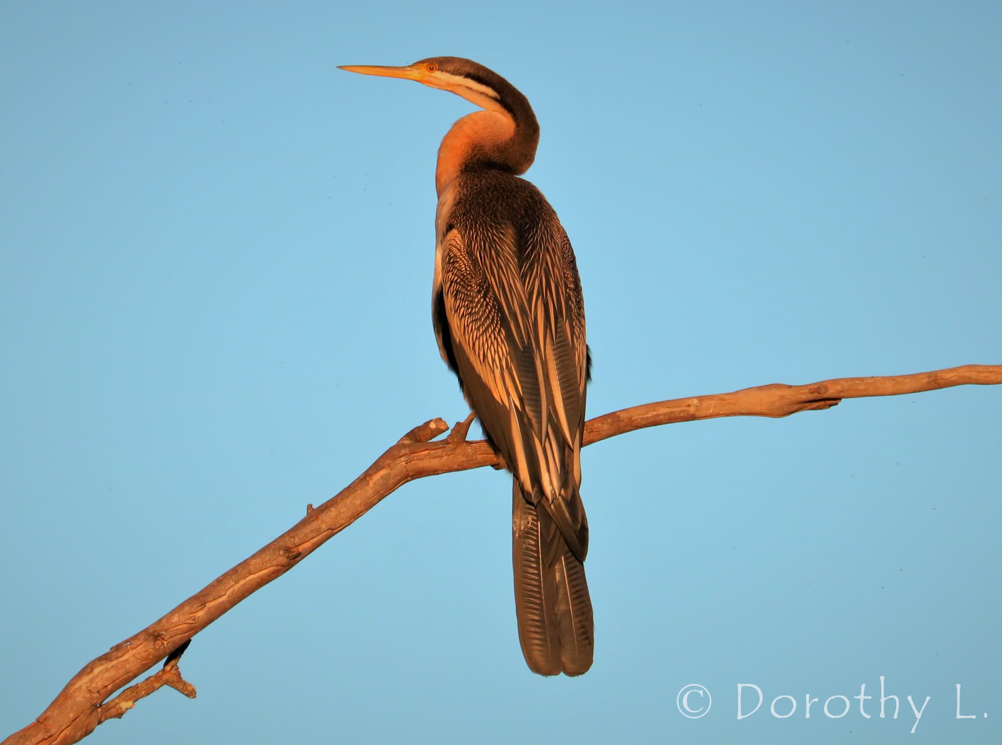 Australasian Darter – Ausemade