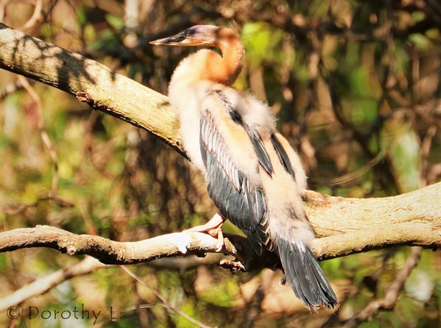 Australasian Darter – Ausemade