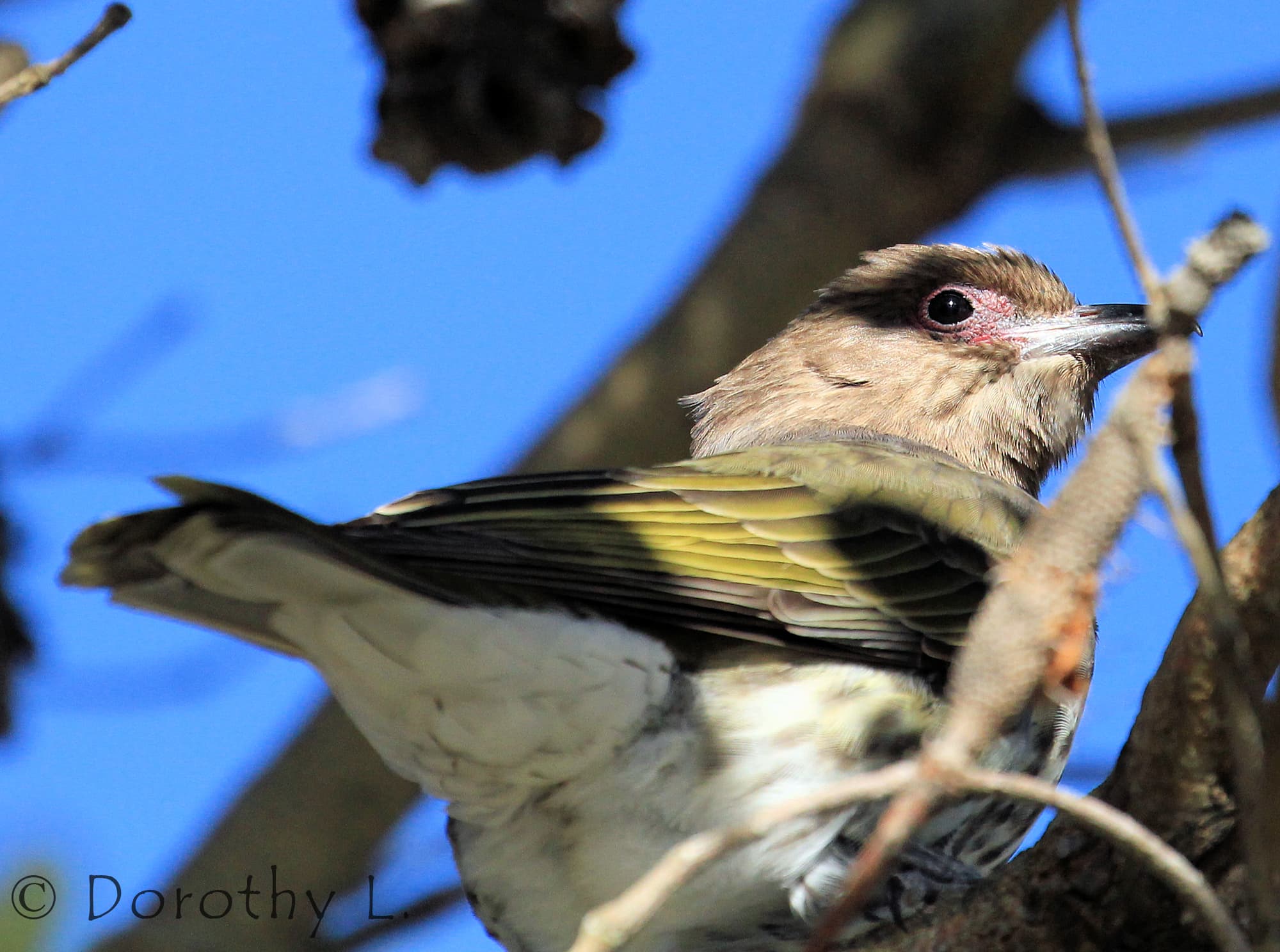 Australasian Figbird – Ausemade