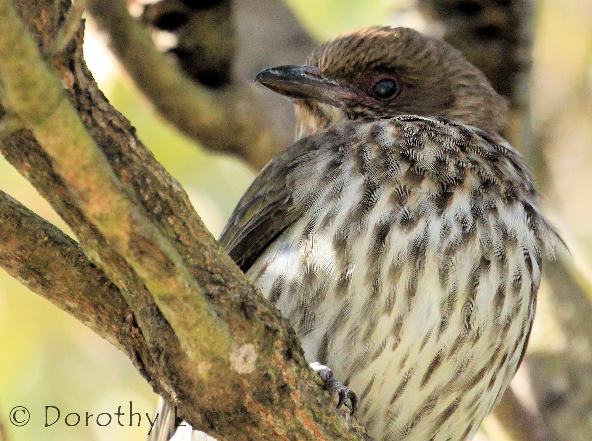 Australasian Figbird – Ausemade