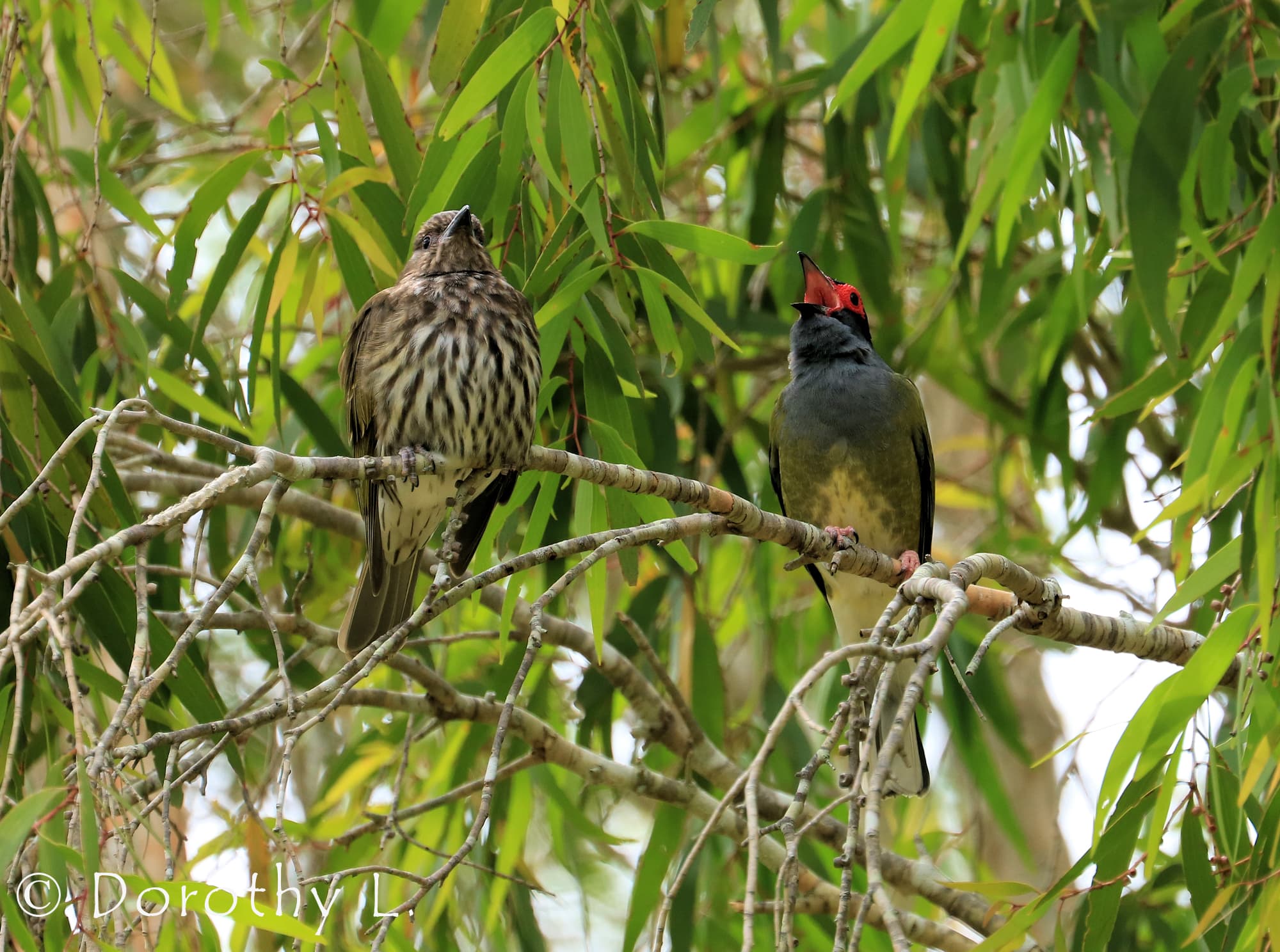 Australasian Figbird – Ausemade