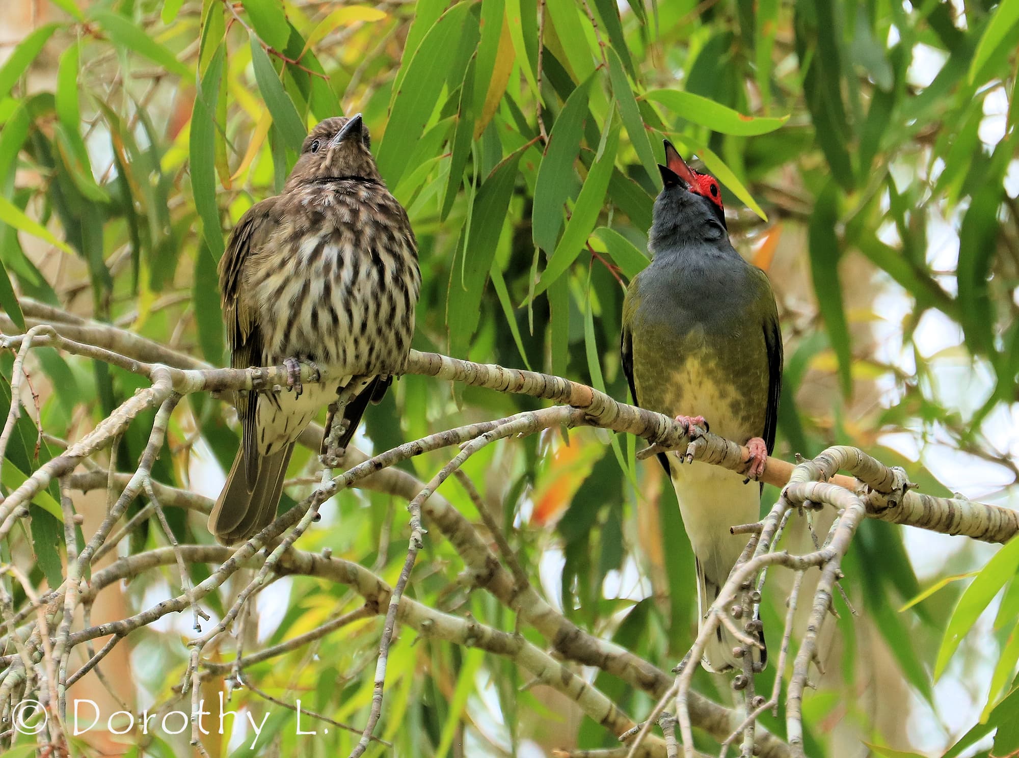 Australasian Figbird – Ausemade