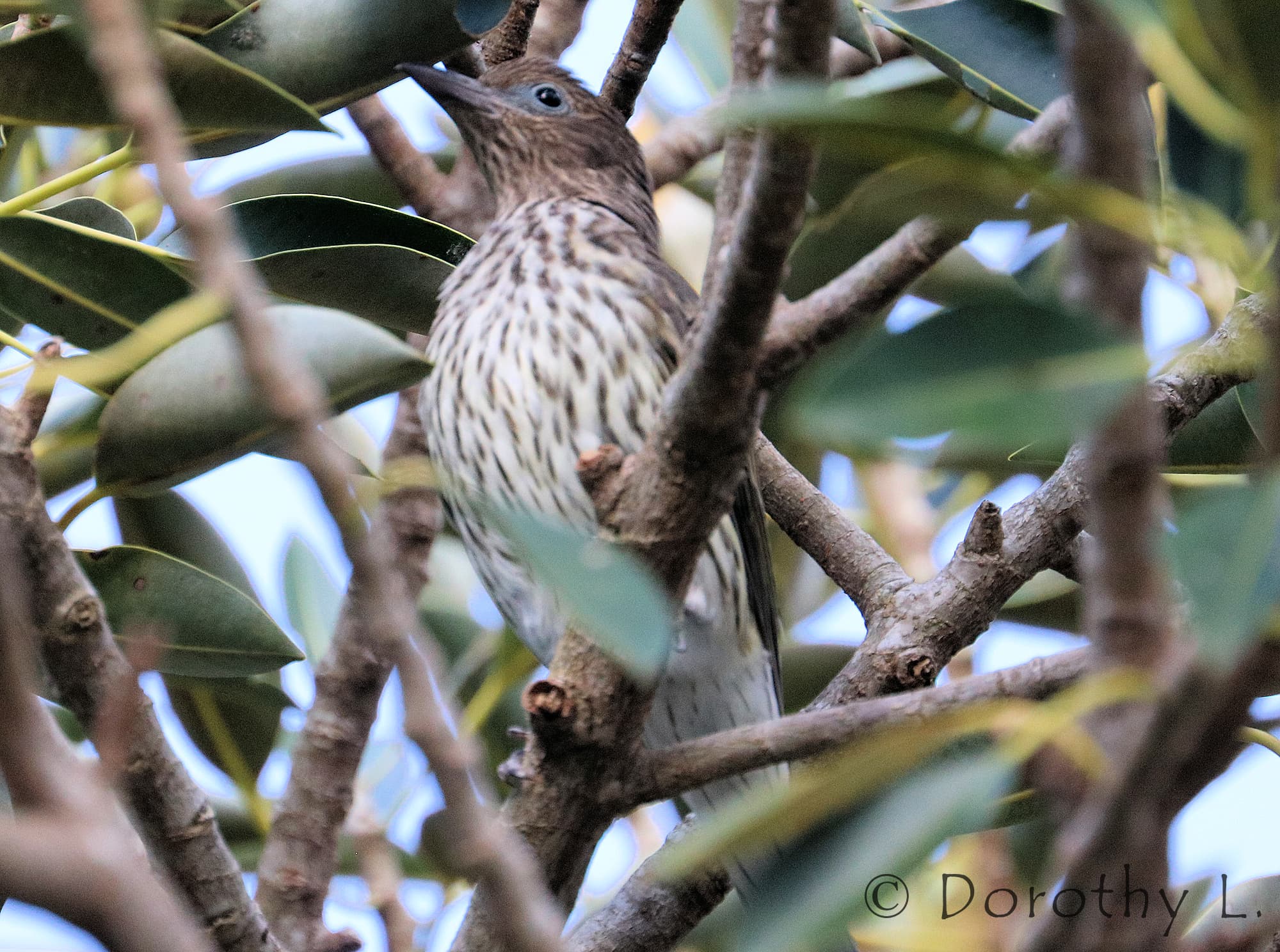 Australasian Figbird – Ausemade