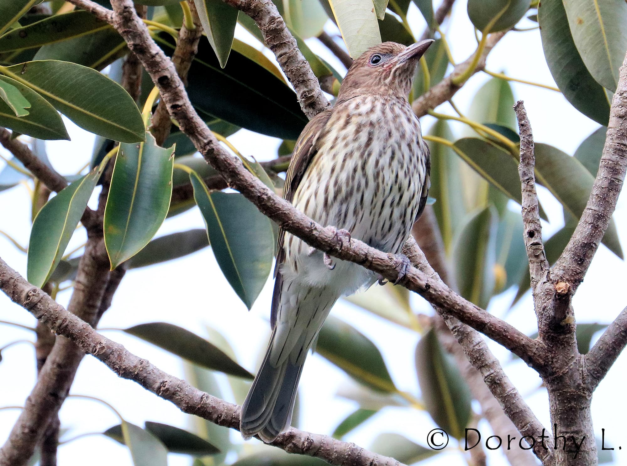 Australasian Figbird – Ausemade