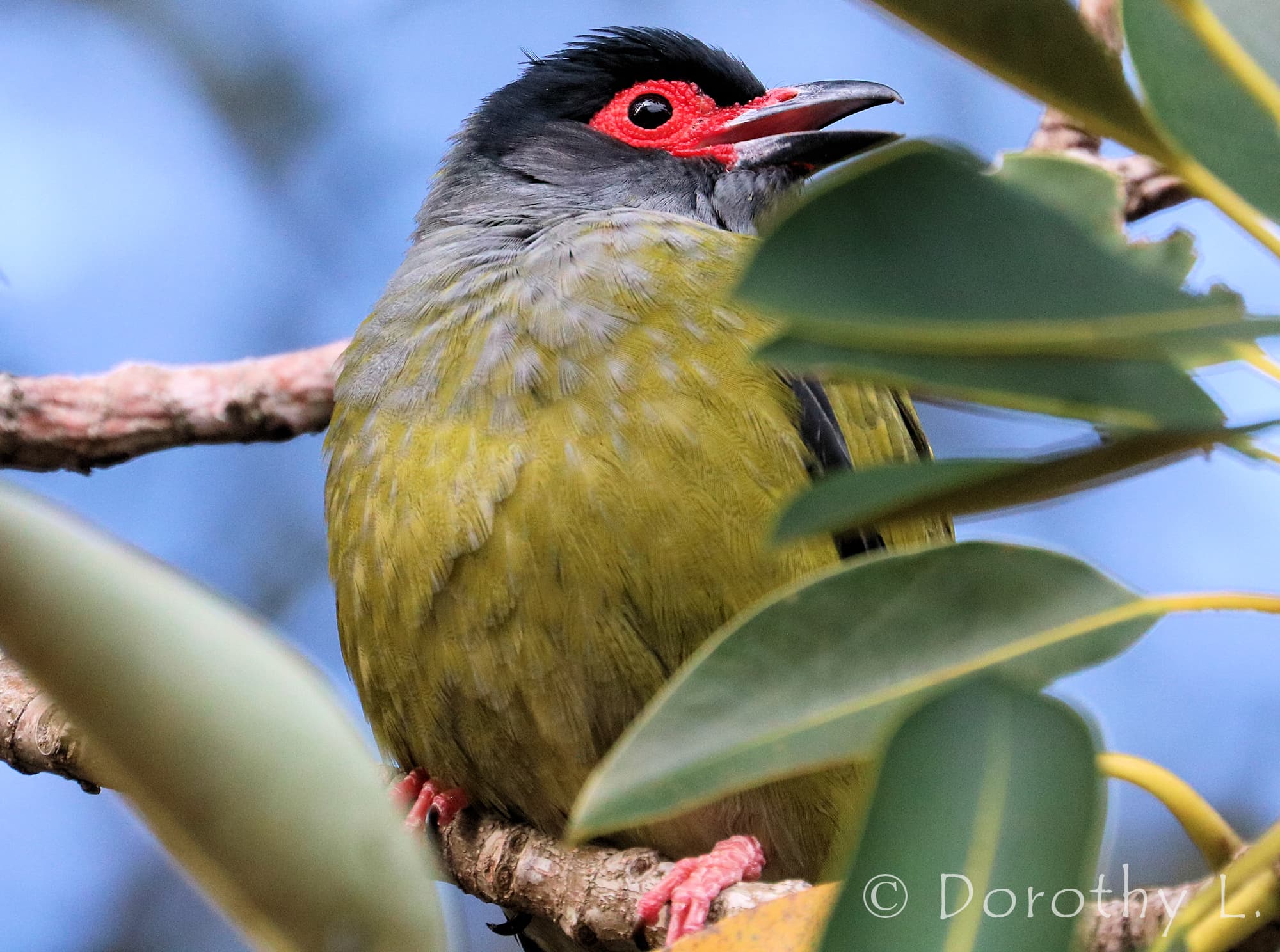 Australasian Figbird – Ausemade