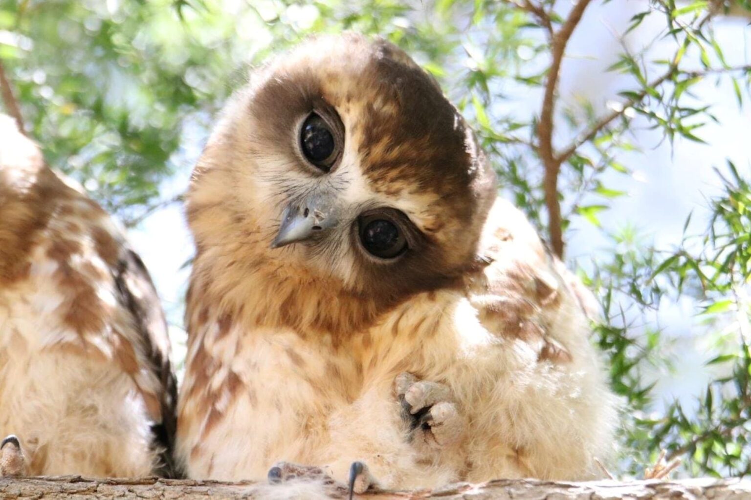Southern Boobook (Ninox boobook) – Ausemade