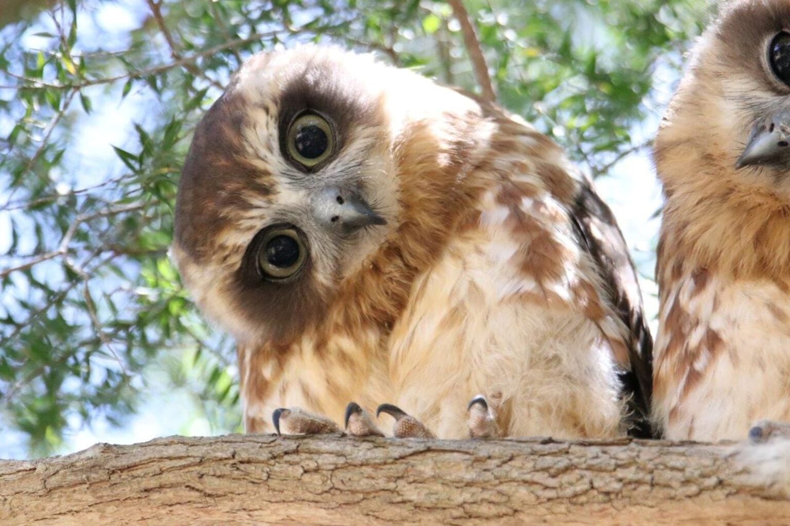Southern Boobook (Ninox boobook) – Ausemade