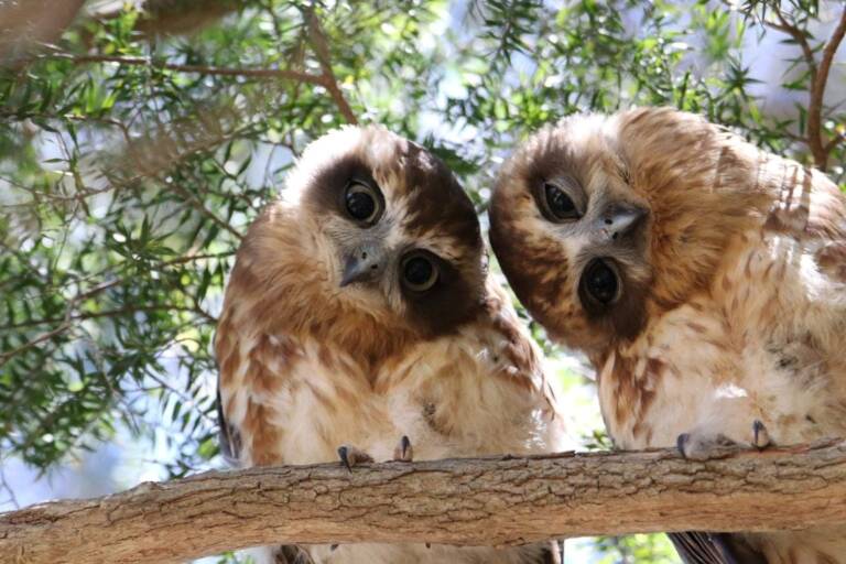 Southern Boobook (Ninox boobook) – Ausemade