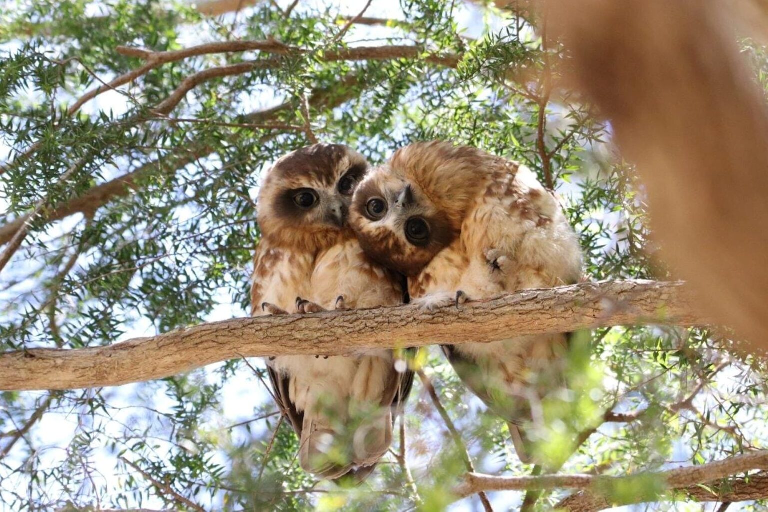 Southern Boobook (Ninox boobook) – Ausemade