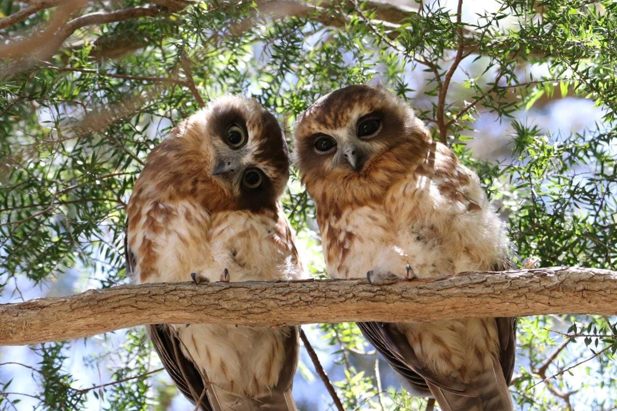 Southern Boobook (Ninox boobook) – Ausemade