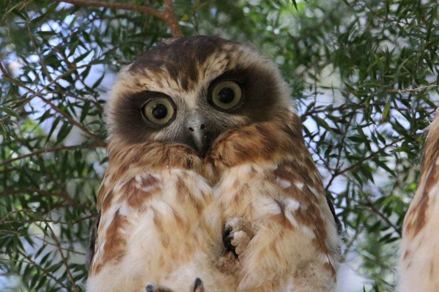 Southern Boobook (Ninox boobook) – Ausemade