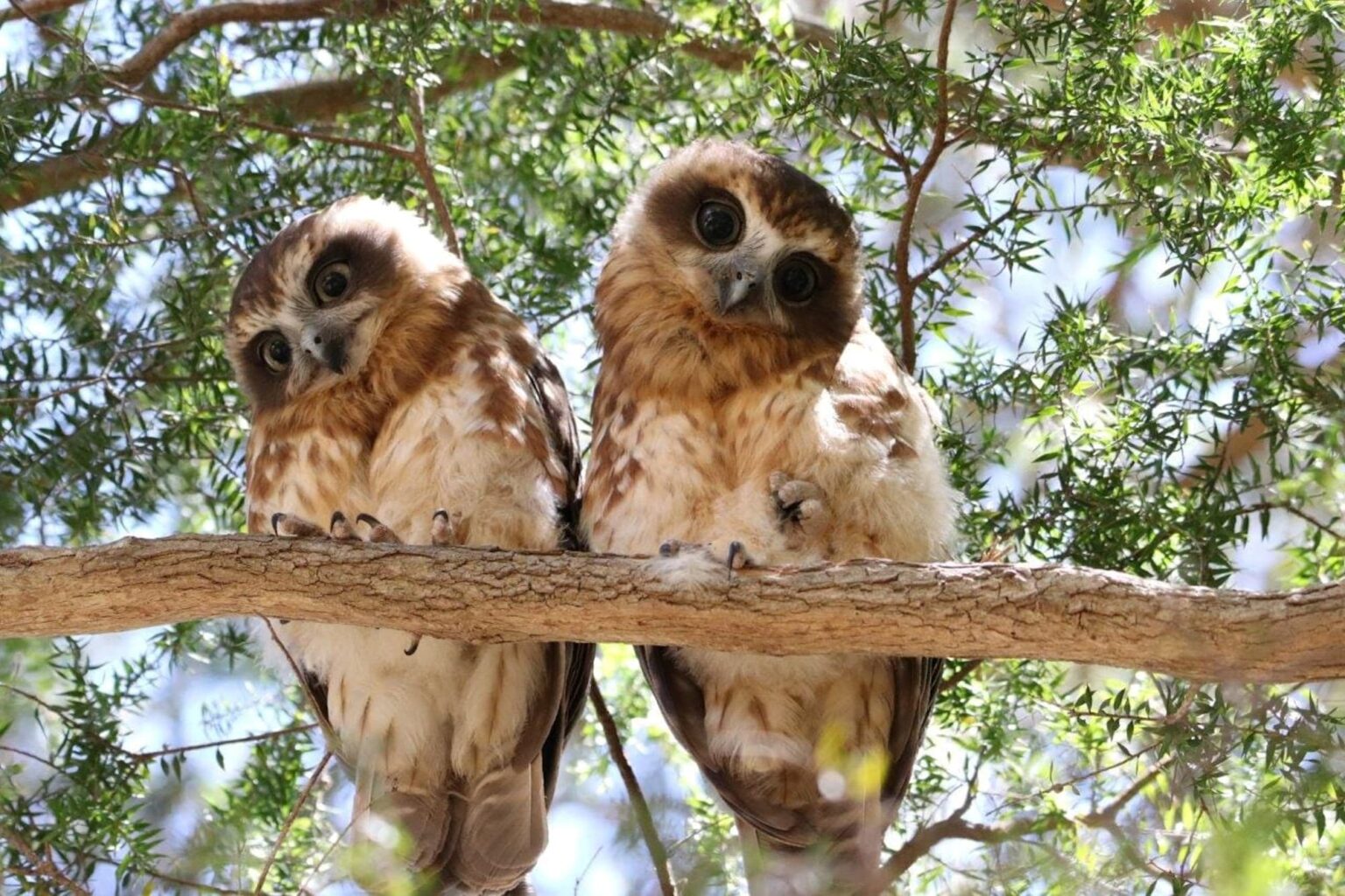 Southern Boobook (Ninox boobook) – Ausemade