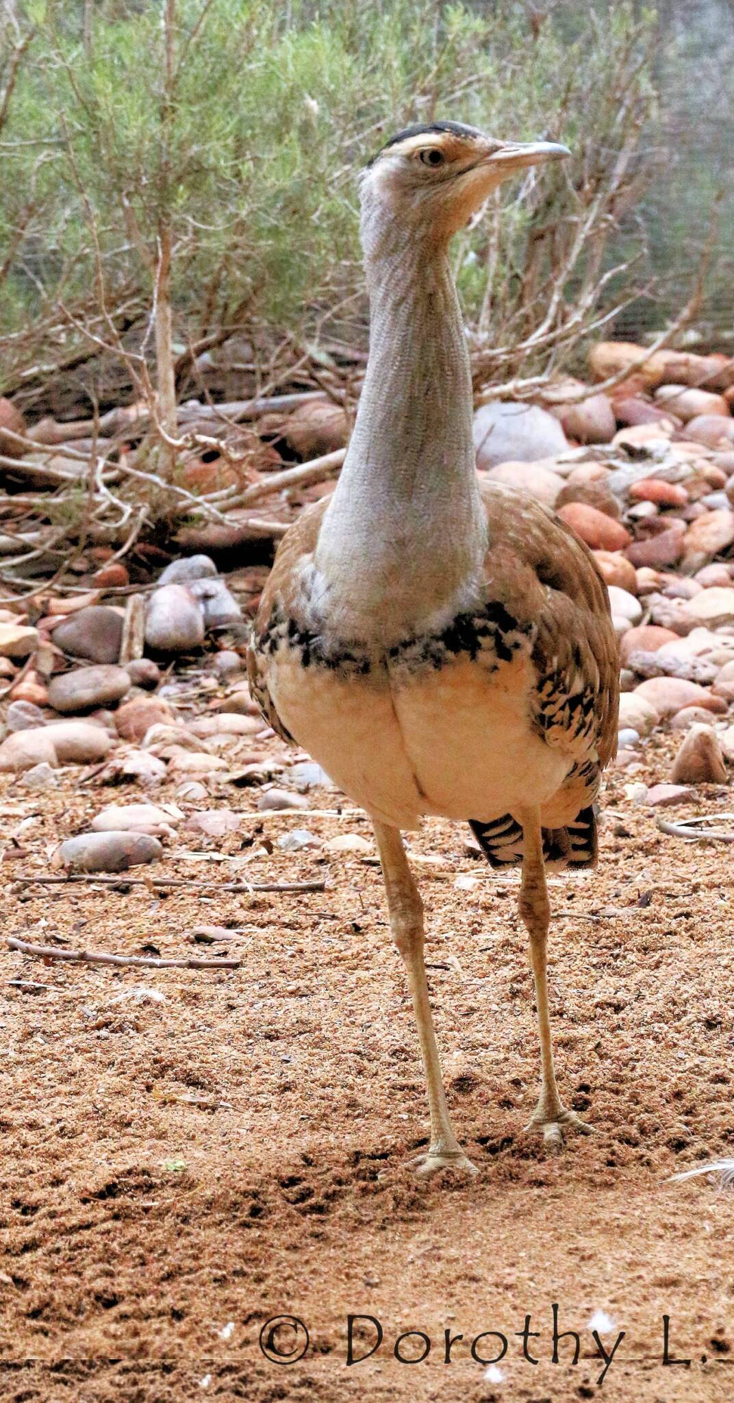 Australian Bustard – Ausemade