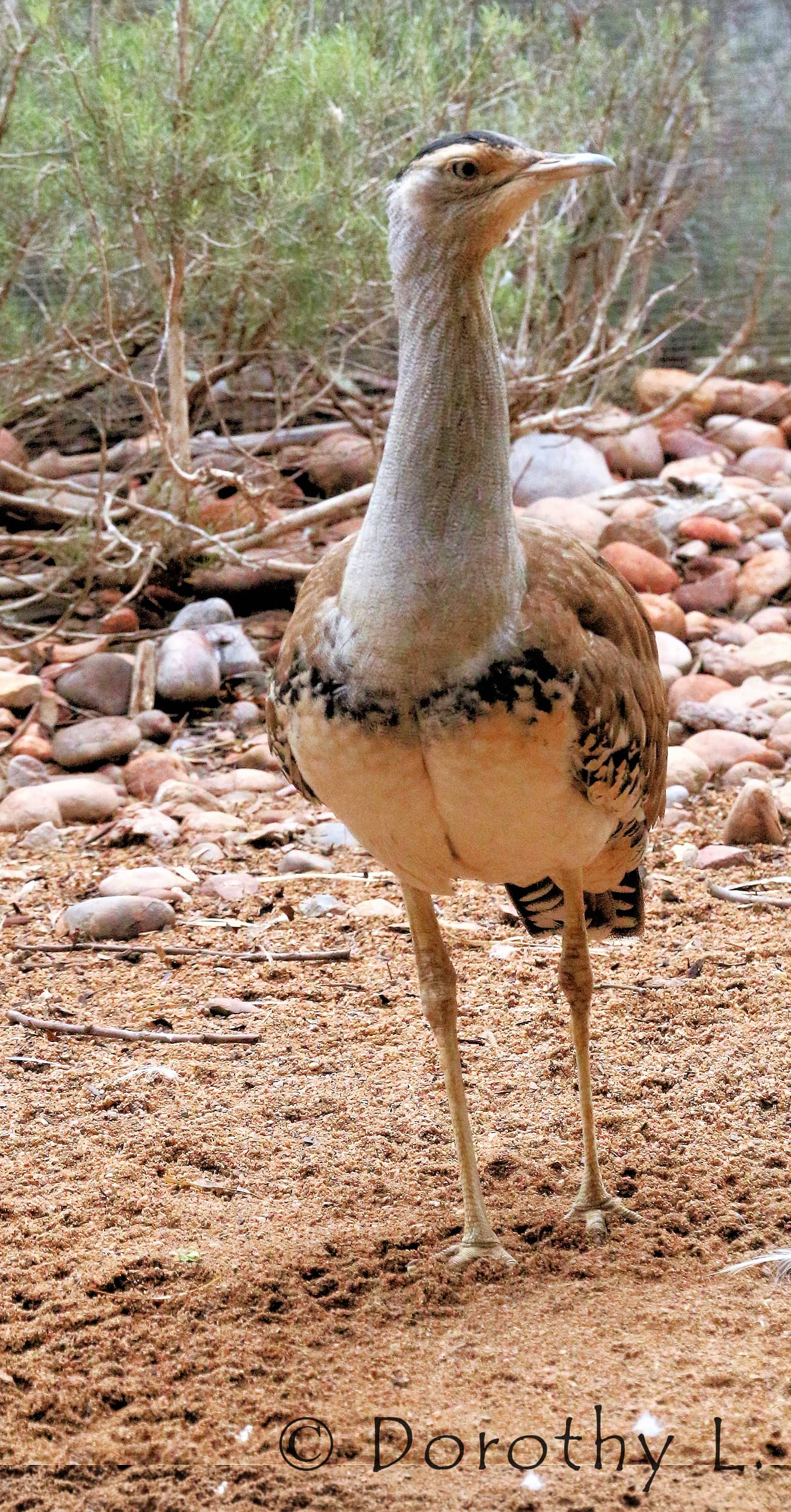 Australian Bustard – Ausemade
